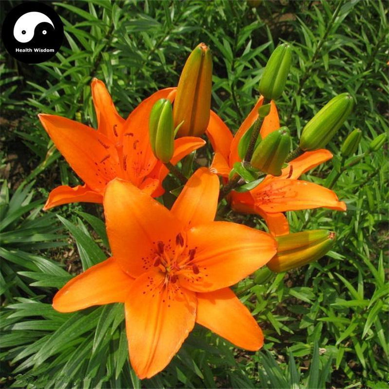 Buy Best Herb Bai He Hua 百合花, Greenish Lily Flower, Flos Lilii ...