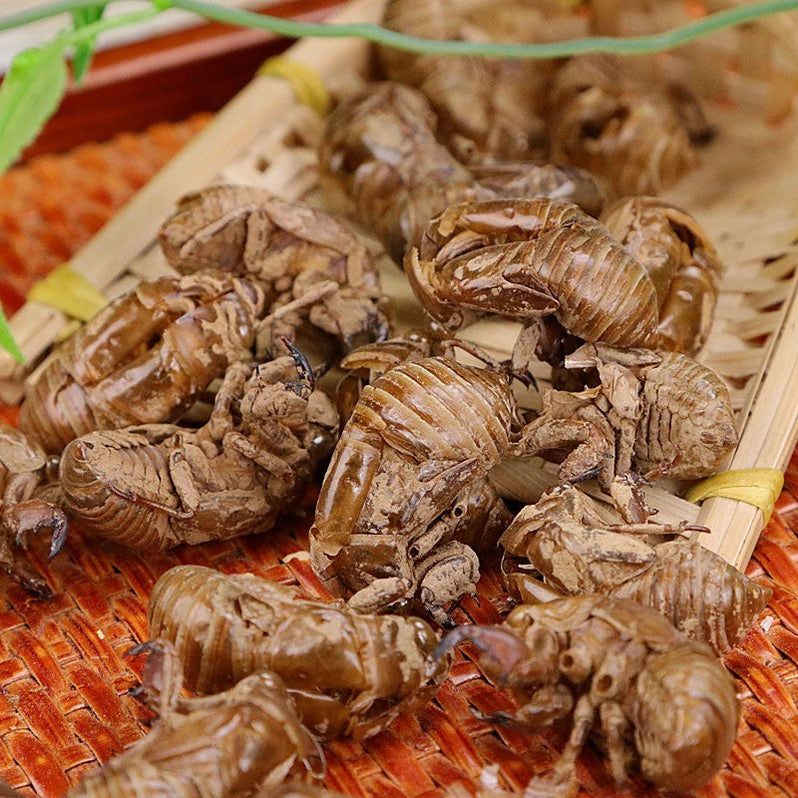 Buy Best Herb Chan Tui 蝉蜕, Cicada Molting (Slough), Periostracum ...