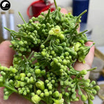 Buy Best Herb Chen Xiang 沉香, Agarwood Flower Tea, Aquilaria Sinensis ...