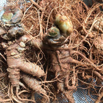 Buy Best Herb Dried Radix Notoginseng, Pseudoginseng Root Slices, Tian ...