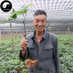 Buy Best Herb Dried Radix Notoginseng, Pseudoginseng Root Slices, Tian ...