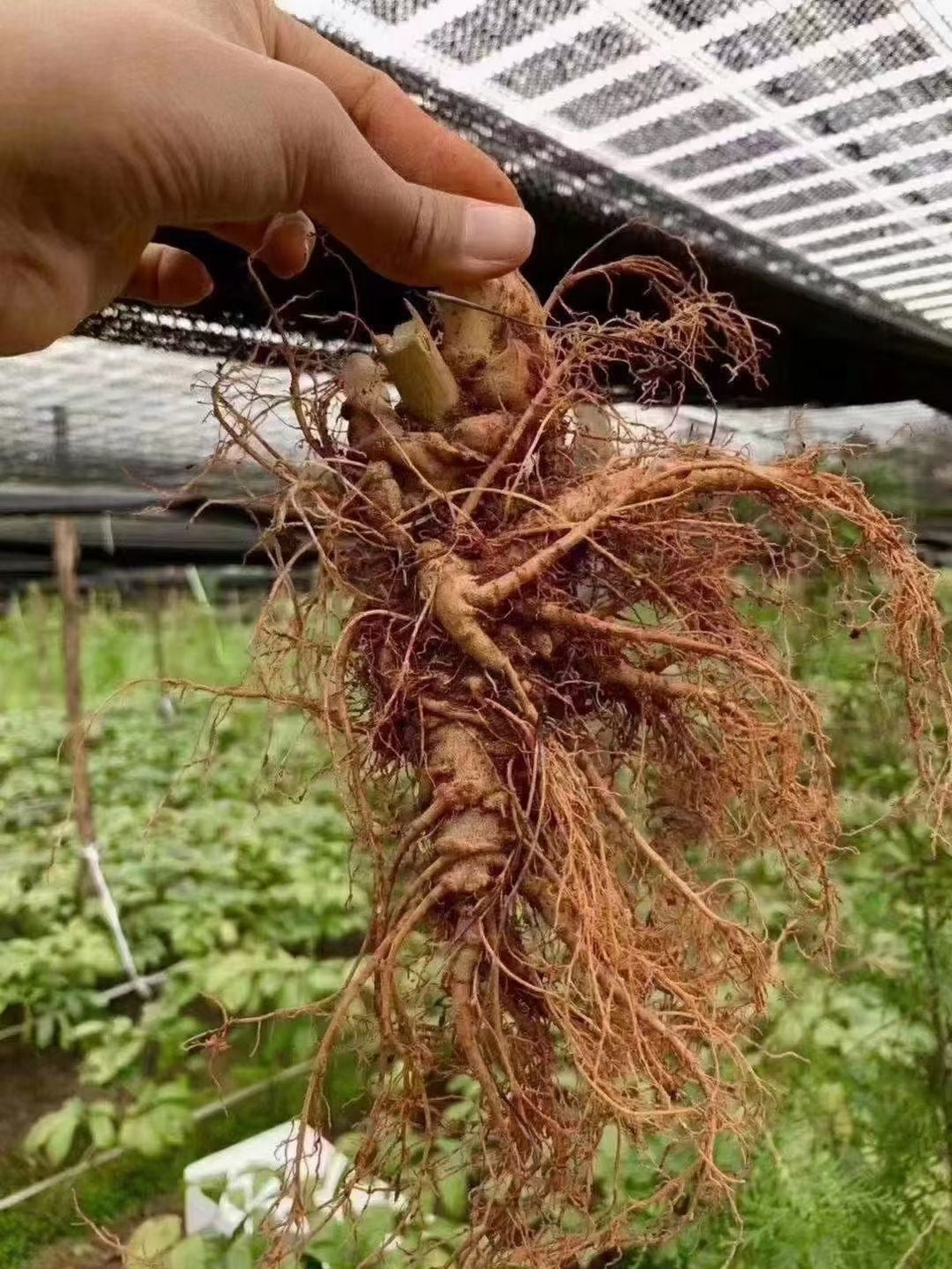 Buy Best Herb Dried Radix Notoginseng, Pseudoginseng Root Slices, Tian ...