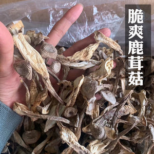 Buy Best Herb Fungi Lu Rong Gu 鹿茸菇, Lyophyllum Decastes Mushroom For ...