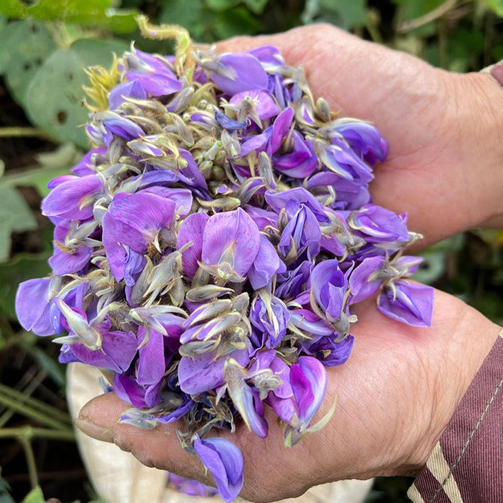 Buy Best Herb Ge Hua 葛花, Dried Lobed Kudzuvine Flower Tea, FIos ...