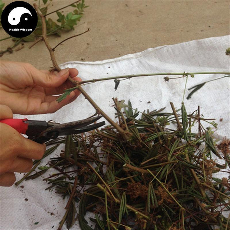 Buy Best Herb Han Xiu Cao 含羞草, Mimosa Pudica Leaf, Herba Mimosa Online ...