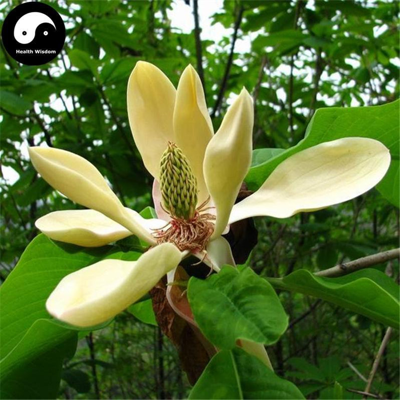 Buy Best Herb Hou Pu Hua 厚樸花, Official Magnolia Flower, Flos Houpoea ...