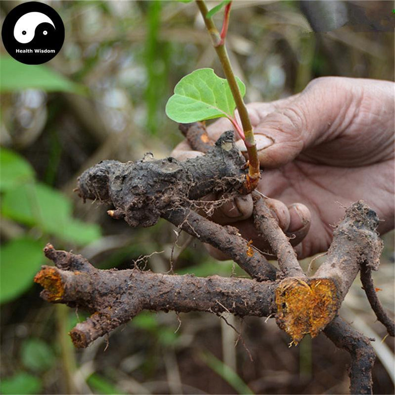 Buy Best Herb Hu Zhang 虎杖, Rhizoma Polygoni Cuspidati, Giant Knotweed ...