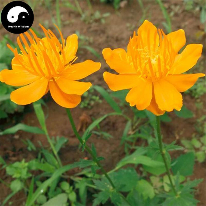 Buy Best Herb Jin Lian Hua 金蓮花, Trollflower, Flos Trollius Chinensis ...