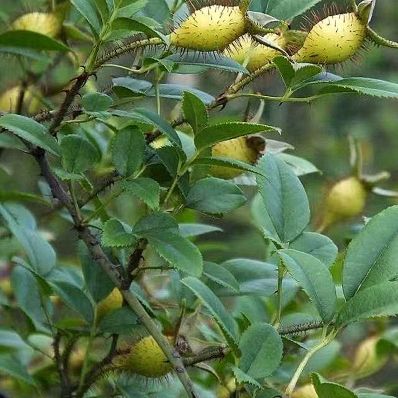 Buy Best Herb Jin Ying Zi 金櫻子, Fructus Rosae Laevigatae, Cherokee ...