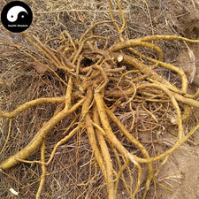 Buy Best Herb Ku Shen 苦參, Radix Sophorae Flavescentis, Lightyellow ...