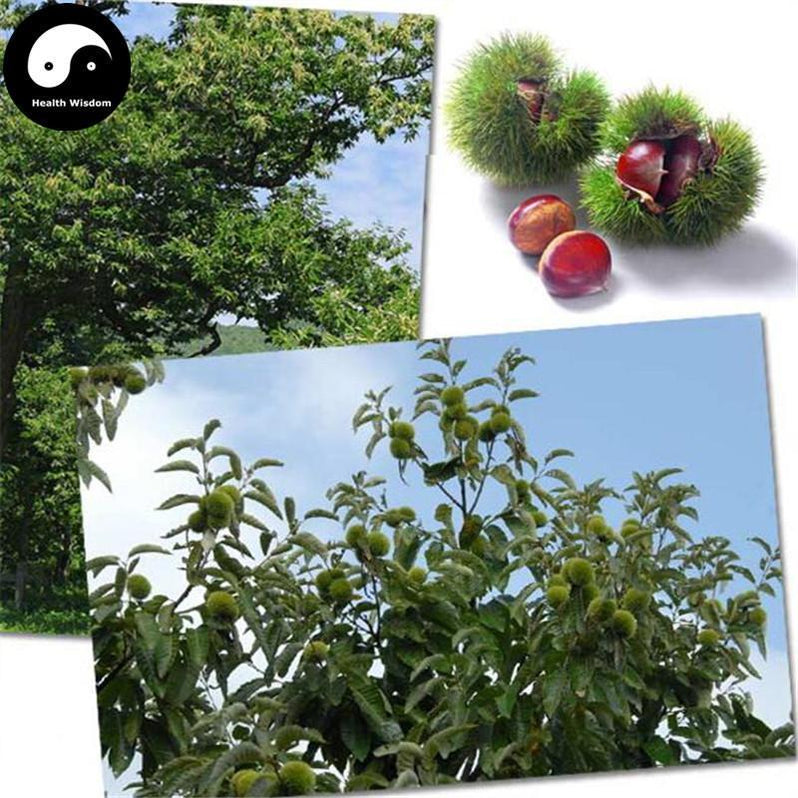 Buy Best Herb Li Zi Ke 栗子壳, Shell of Chestnut, Li Mao Qiu, Li Mao Ke ...