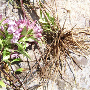 Buy Best Herb Long Dan Cao 龙胆草, Radix Gentianae, Chinese Gentian Root ...