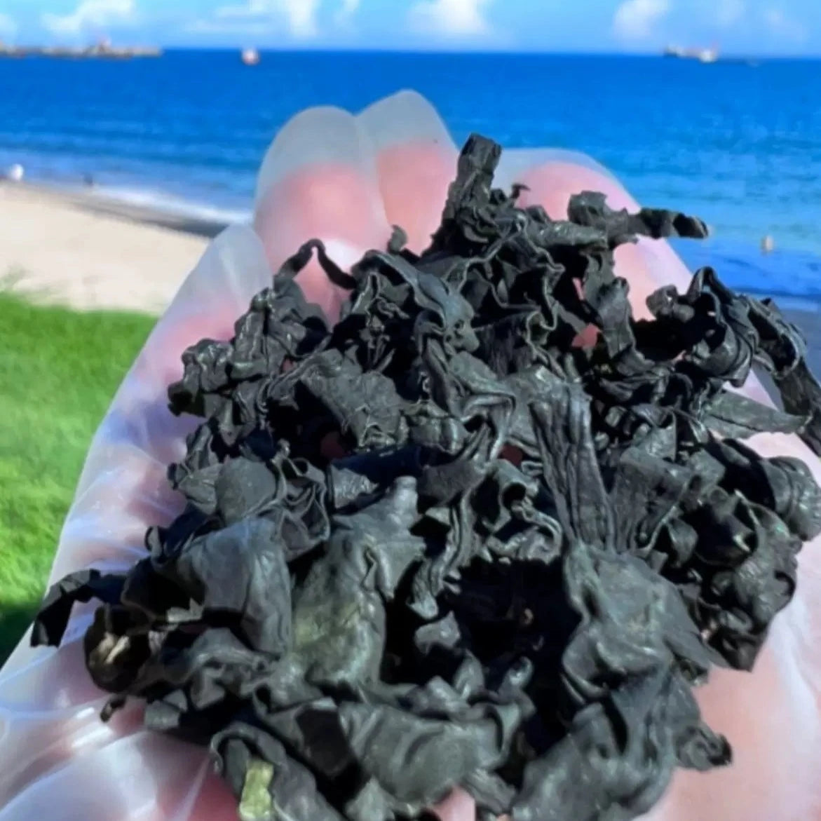 Buy Best Herb Luo Xuan Zao 螺旋藻, Dried Sea Food Spirulina, Spirulina ...