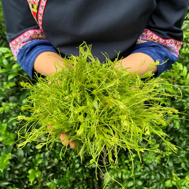 Buy Best Herb Mei Cha 莓茶, Wild Herb Tea Ampelopsis Grossedentata ...