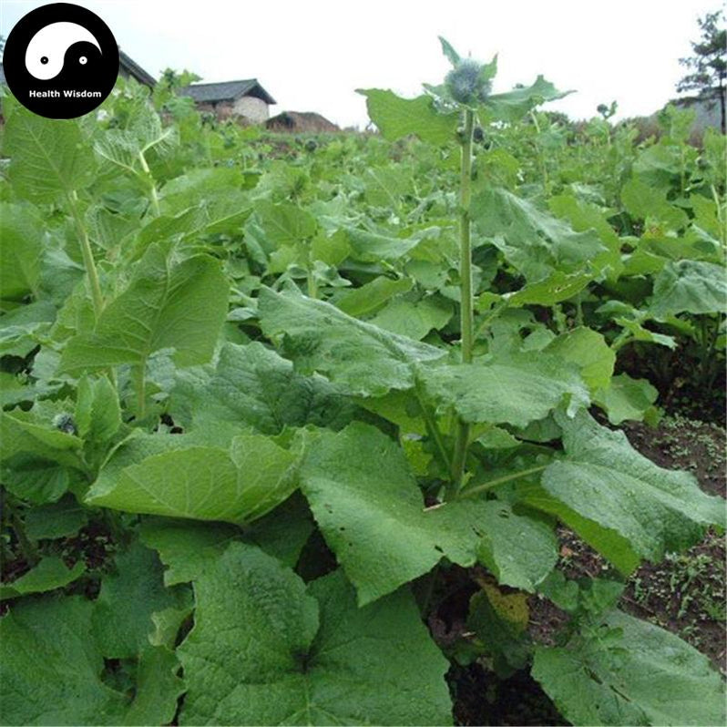 Buy Best Herb Mu Xiang 木香, Costustoot Root, Radix Aucklandiae, — Health ...