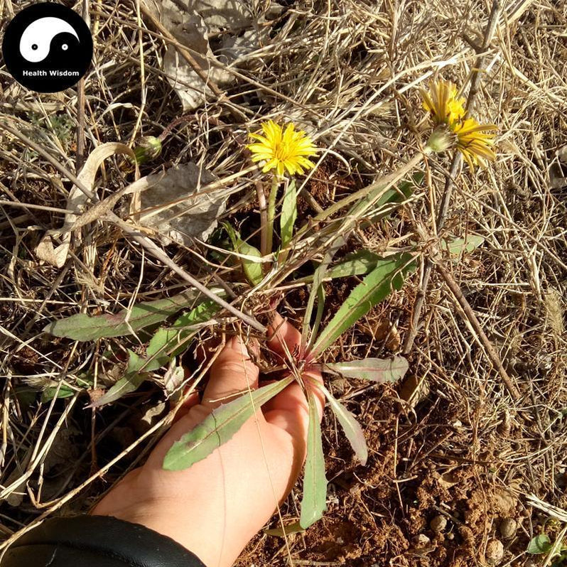 Buy Best Herb Pu Gong Ying 蒲公英, Herba Taraxaci, Mongolian Dandelion ...