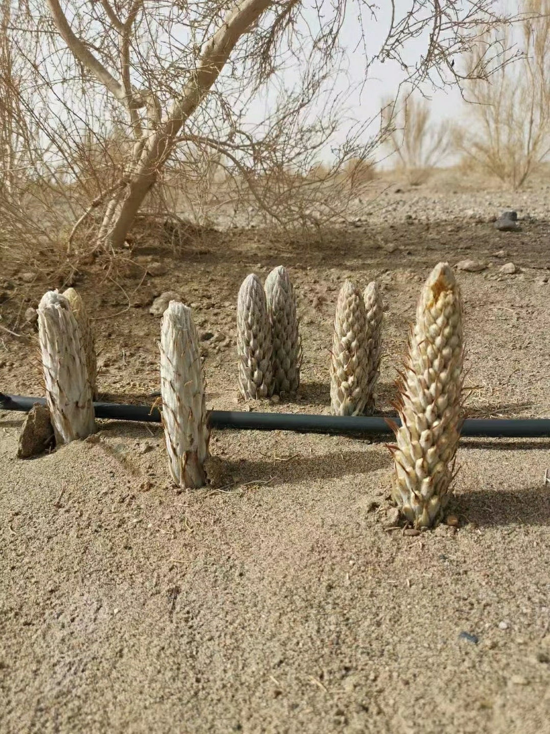 Buy Best Herb Rou Cong Rong 肉蓯蓉, Herba Tea Cistanche, Desertliving ...