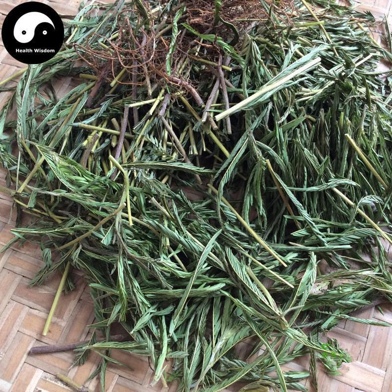 Buy Best Herb Ruan Gan Cao 软肝草, Herba Cassia, Tie Jia Cao, Yi Gan Cao ...