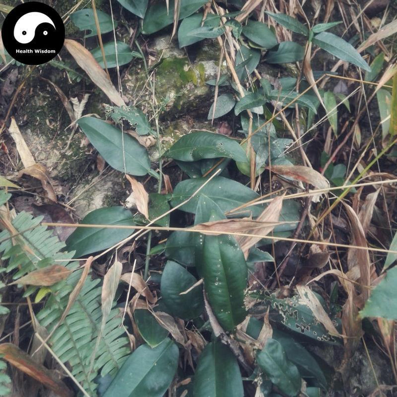 Buy Best Herb Shi Pu Teng 石蒲藤, Herba Pothos Chinensis, Shi Gan Zi ...