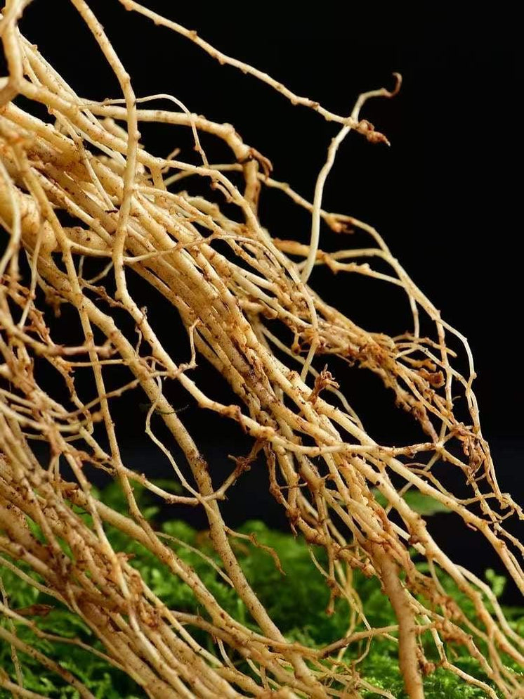 Buy Best Herb White Ginseng Roots Powder, Panax Ginseng Roots, Pure ...