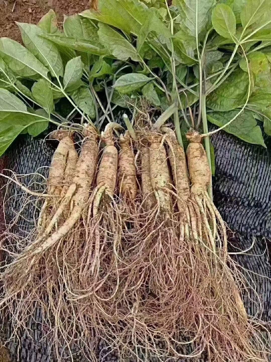 Buy Best Herb White Ginseng Roots Powder, Panax Ginseng Roots, Pure ...