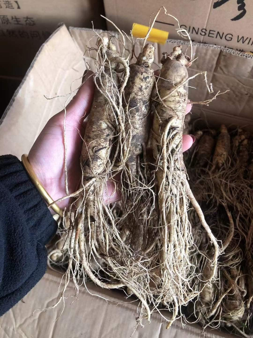 Buy Best Herb White Ginseng Roots Powder, Panax Ginseng Roots, Pure ...