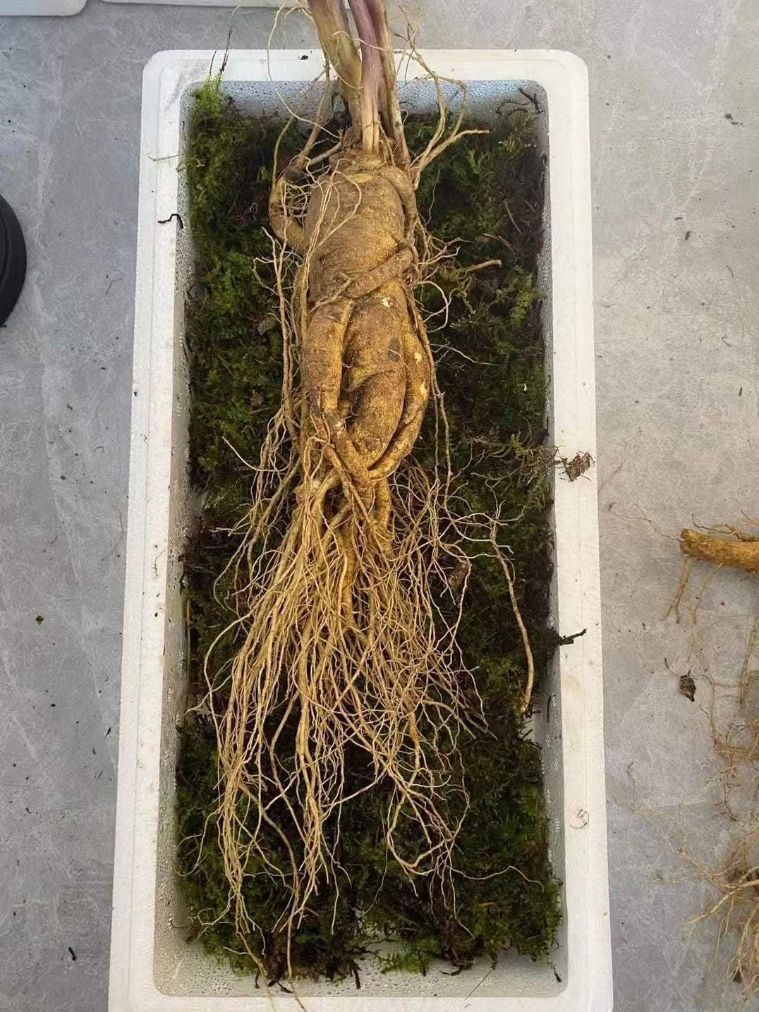 Buy Best Herb White Ginseng Roots Powder, Panax Ginseng Roots, Pure ...