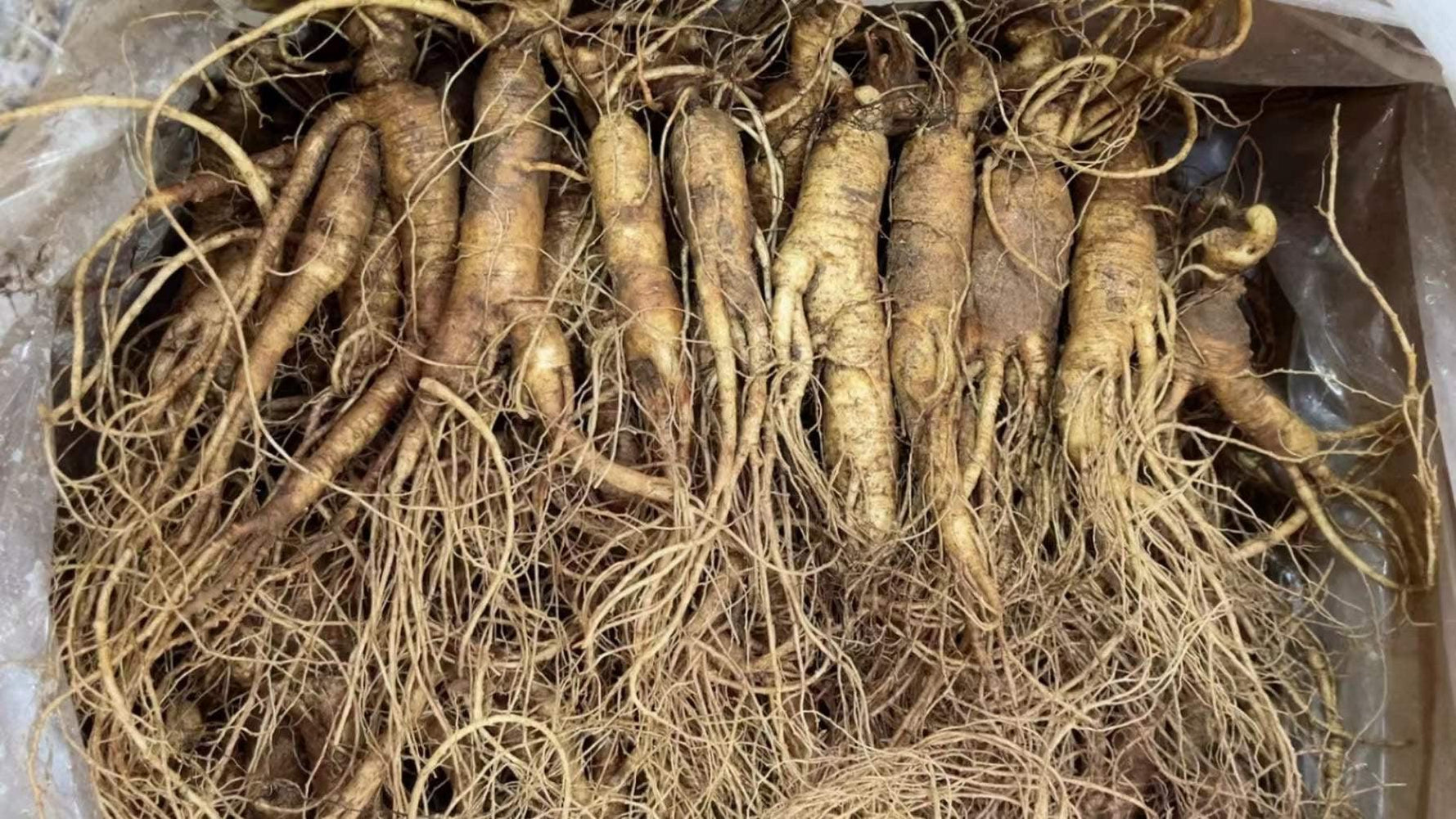 Buy Best Herb White Ginseng Roots Powder, Panax Ginseng Roots, Pure ...