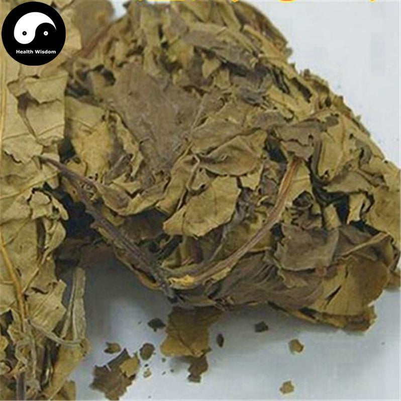 Buy Best Herb Xi Shu Ye 喜树葉, Folium Camptotheca, Common Camptotheca ...