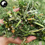 Buy Best Herb Yi Mu Cao 益母草, Herba Leonuri, Motherwort Herb, Leonurus ...