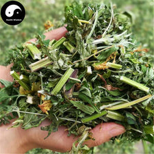 Buy Best Herb Yi Mu Cao 益母草, Herba Leonuri, Motherwort Herb, Leonurus ...