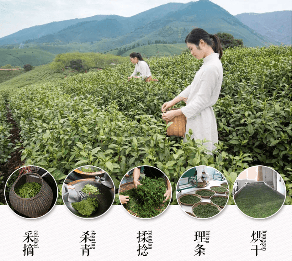 Buy Yu Hua Cha 雨花茶 Nan Jing Chinese Green Tea Rain Flower Tea Online ...